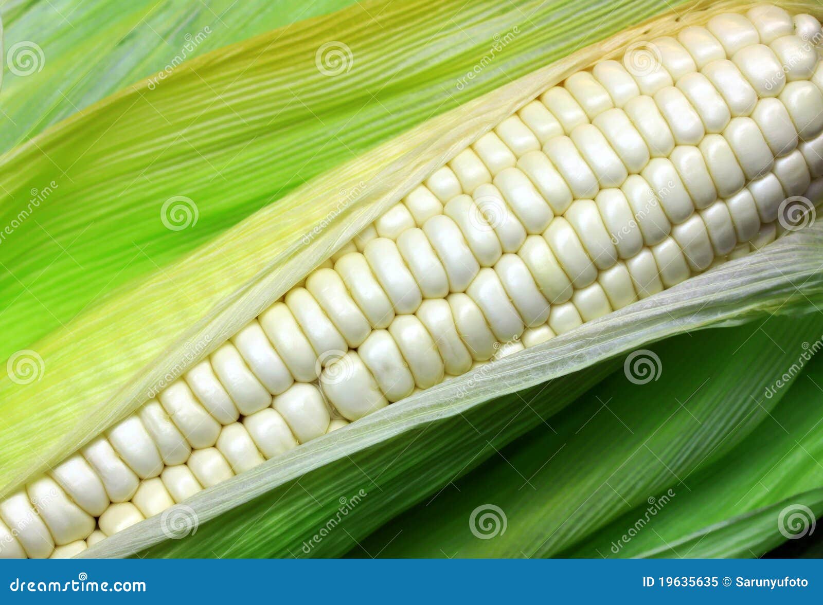 White Corn Royalty Free Stock Photo - Image: 19635635