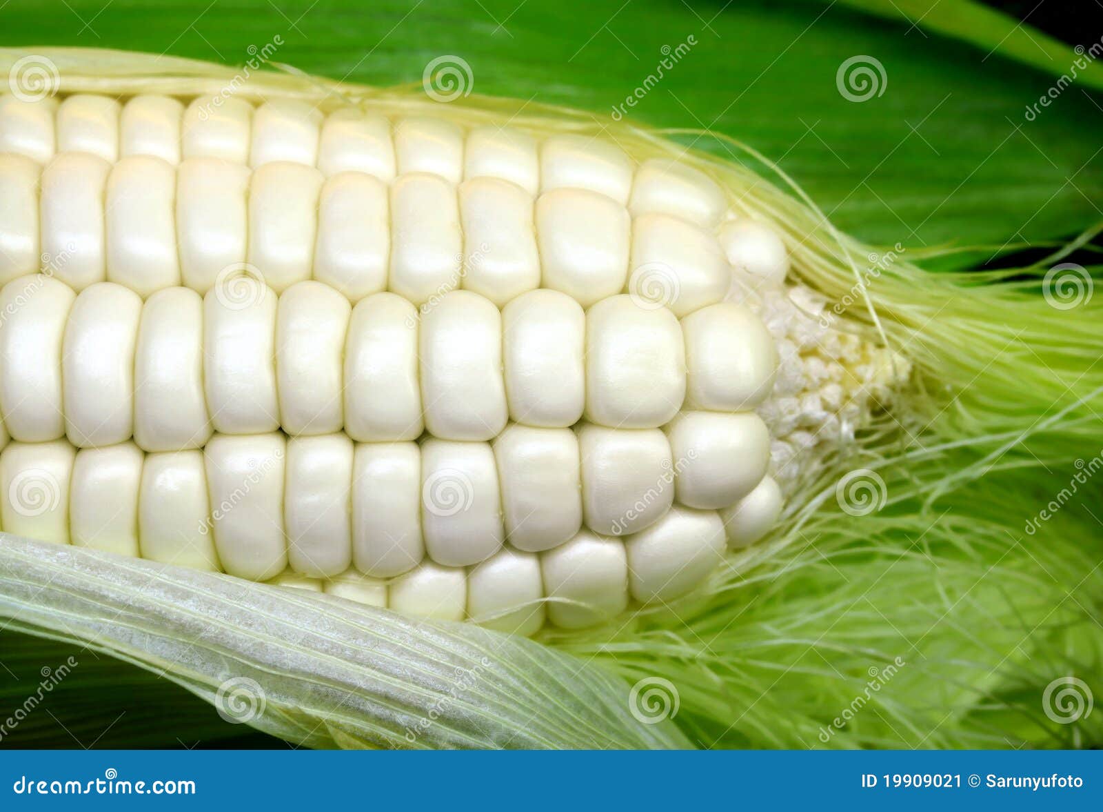 White corn stock image. Image of husk, organic, corn - 19909021