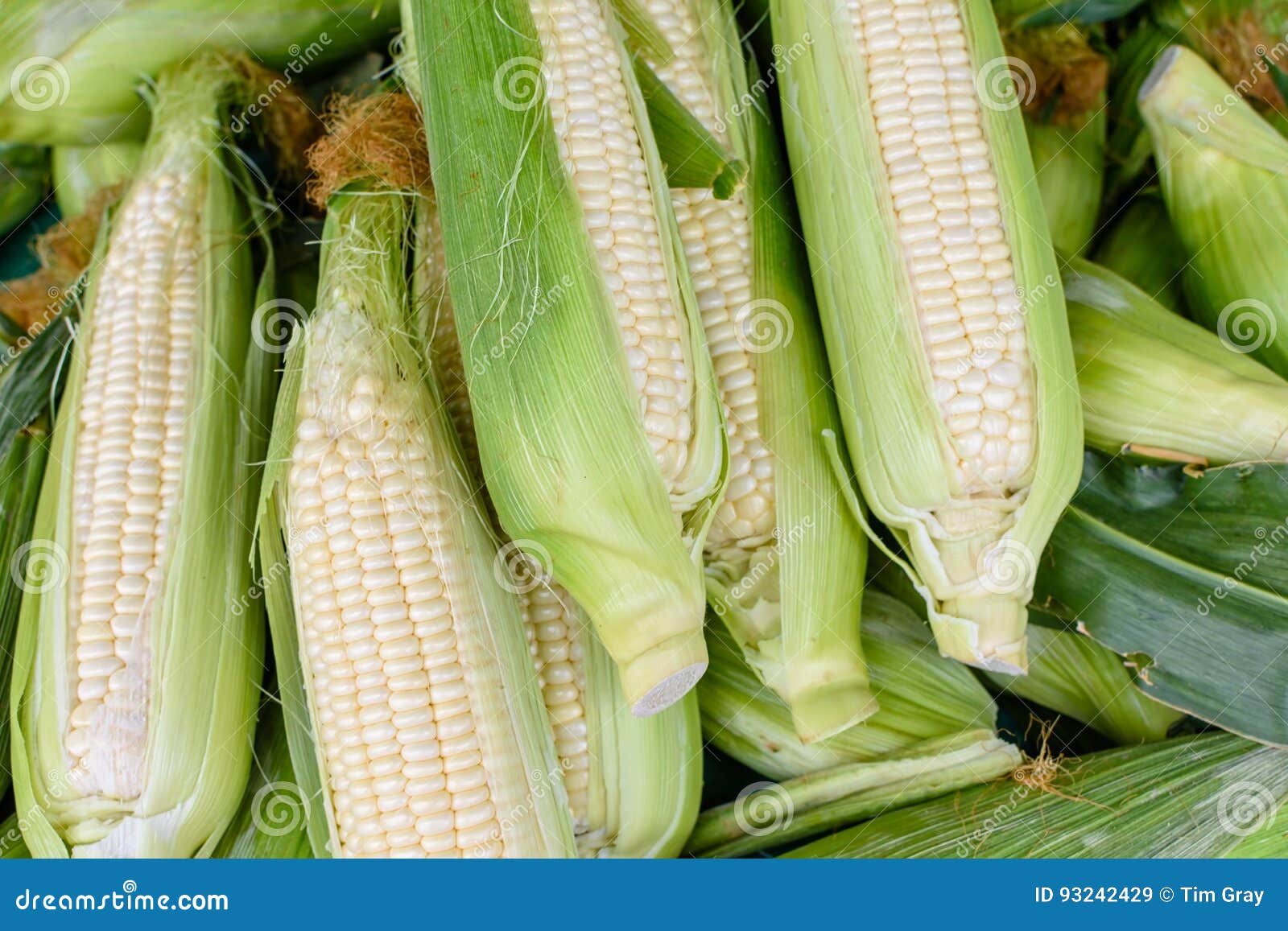 White corn stock image. Image of organic, corn, sweet - 93242429
