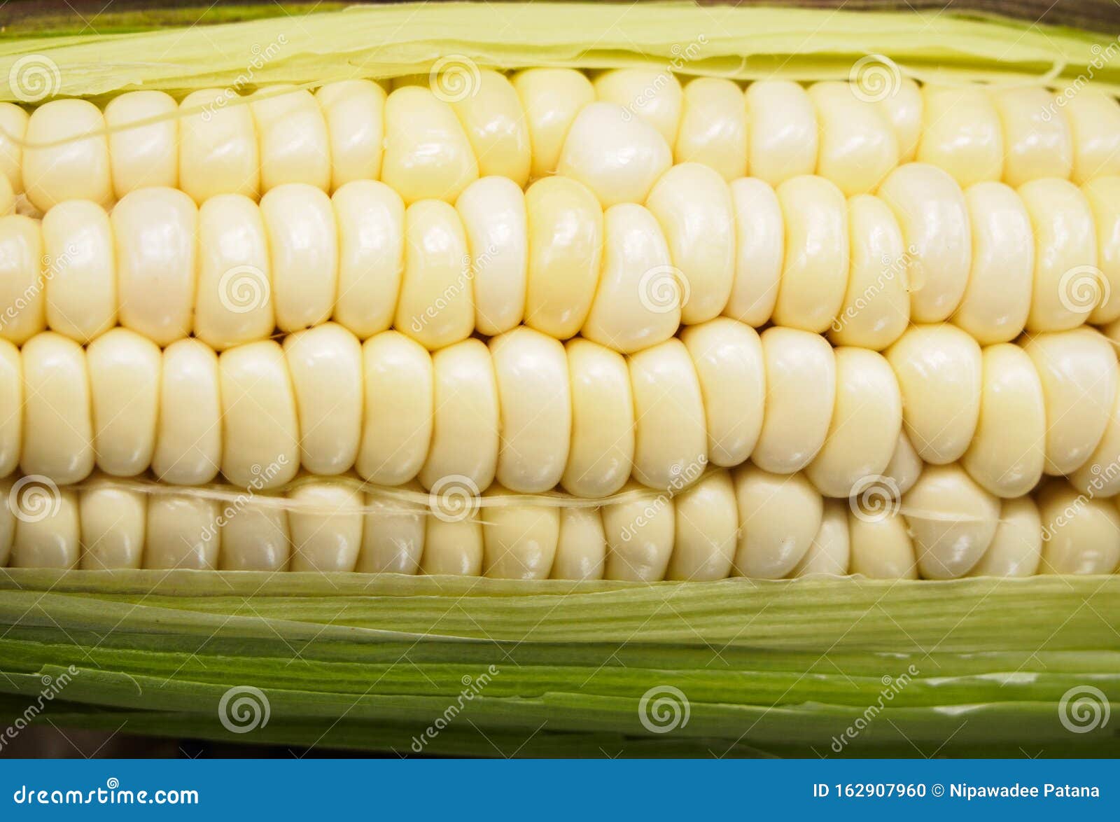 White Corn Kernels in Corn Pod Stock Photo - Image of grain, maize ...