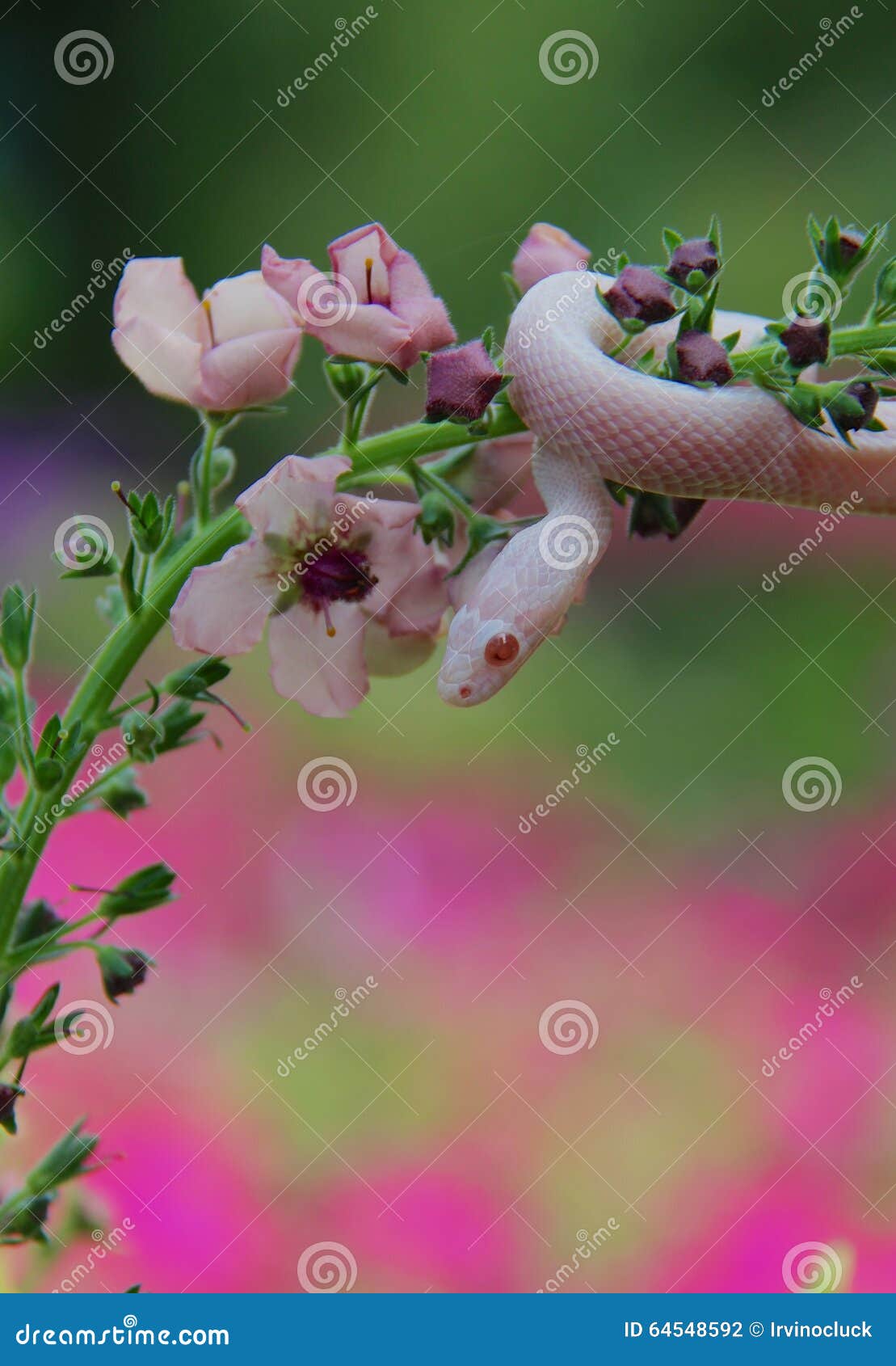 Flower And Snake
