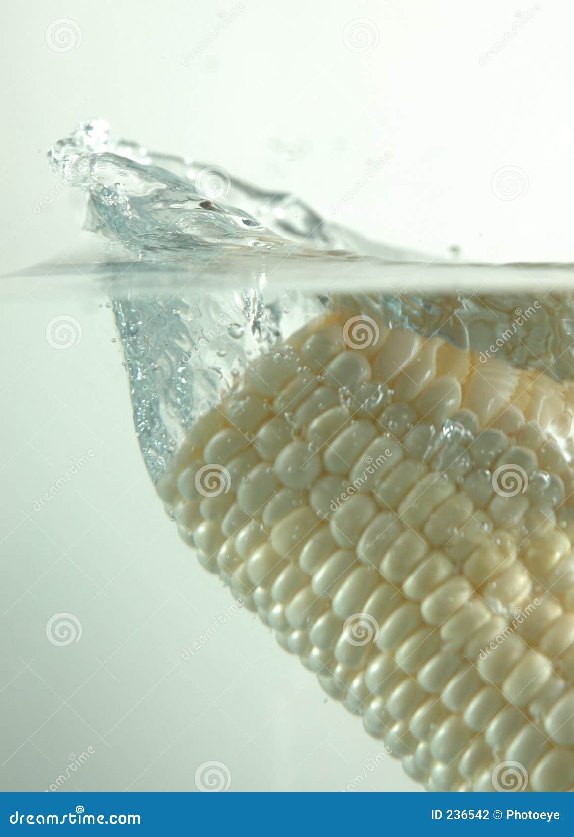 White corn splash, stock photo. Image of meal, organic - 236542