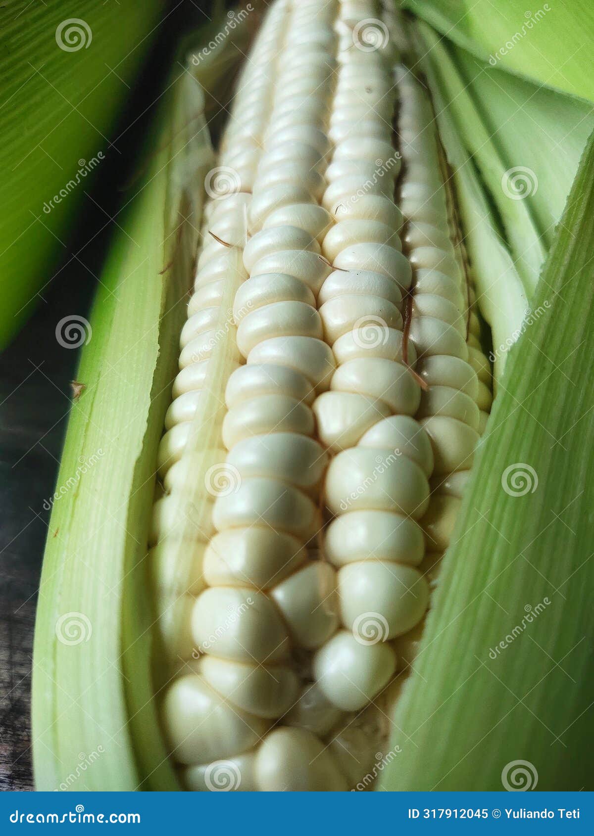 White Corn Still Wrapped in Its Husk Has Just Been Harvested Stock ...