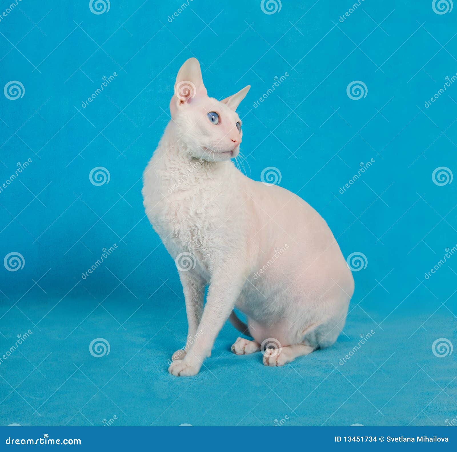 White cornish-rex stock photo. Image of mammal, isolated - 13451734