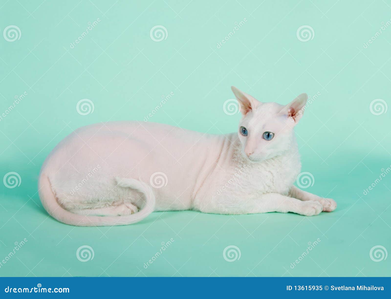White cornish-rex stock image. Image of mammal, furry - 13615935
