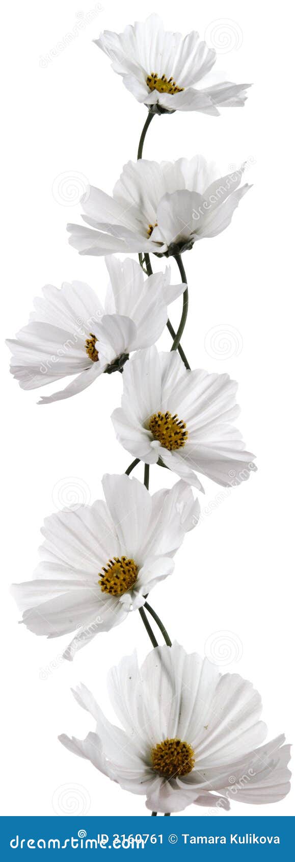 White Cosmea (cosmos) Border Stock Image - Image of bright, simple: 3160761