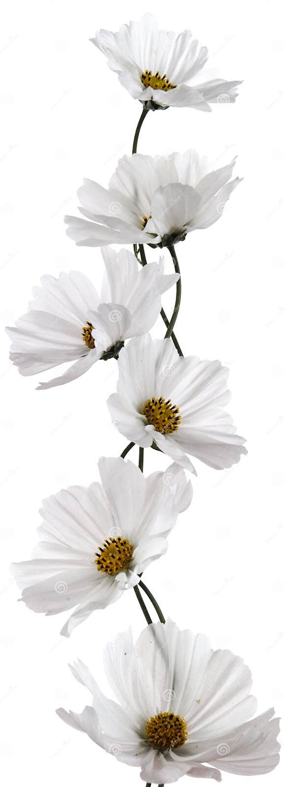 White Cosmea (cosmos) Border Stock Image - Image of bright, simple: 3160761