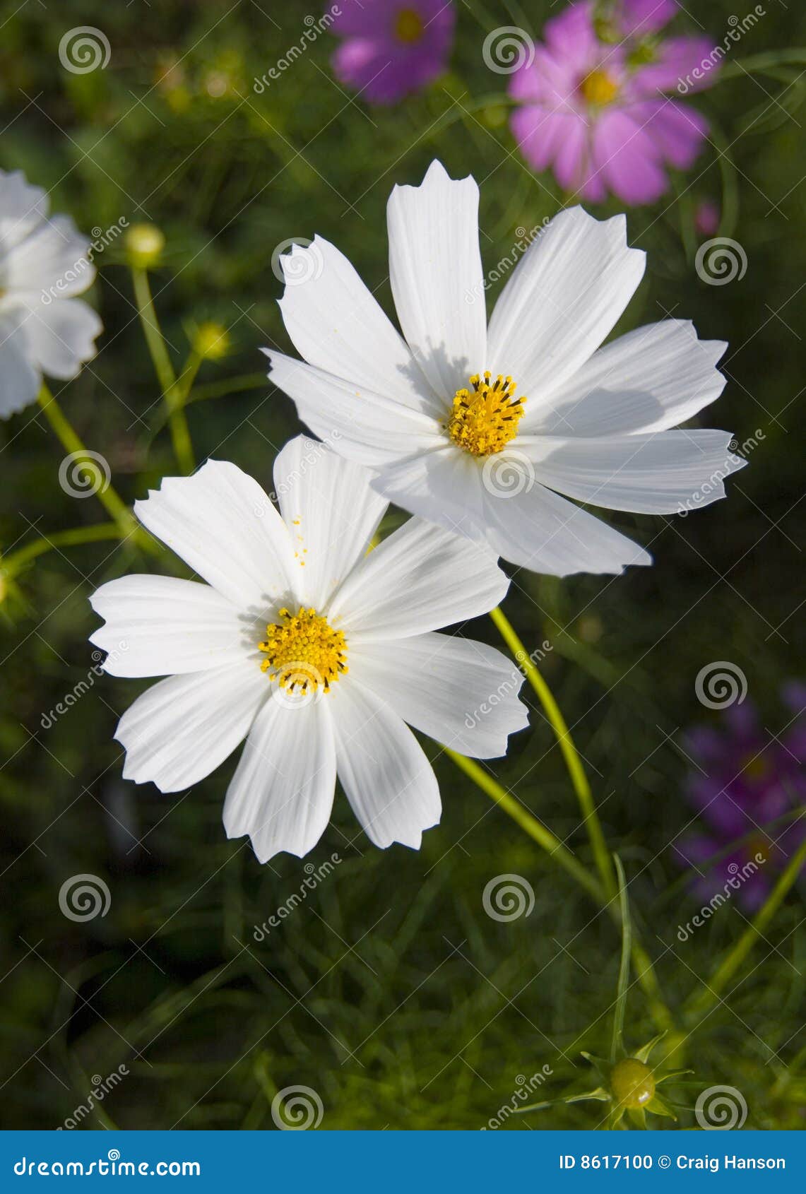 White Cosmos stock photo. Image of pink, close, autumn - 8617100