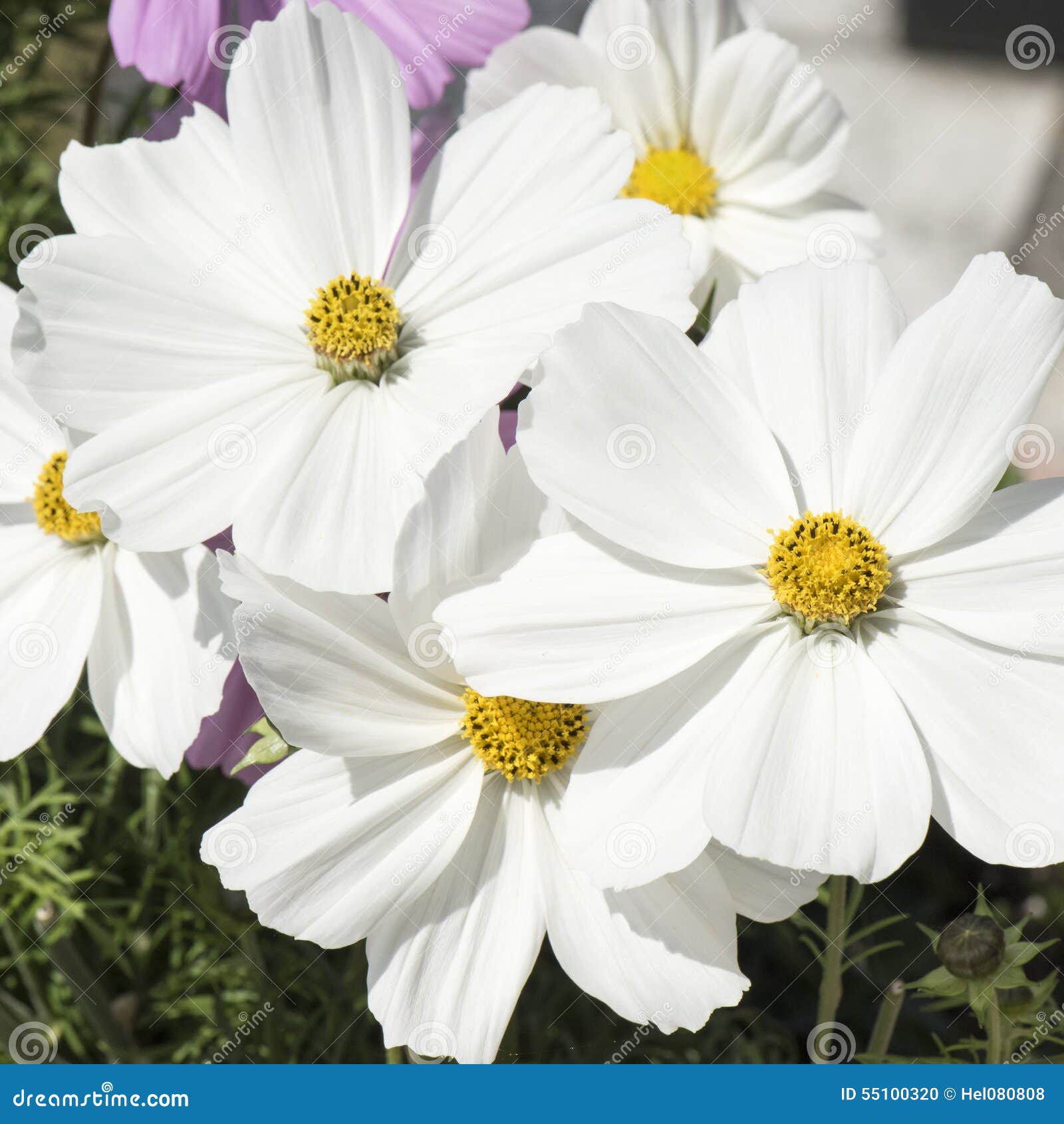 White Cosmos stock photo. Image of flowering, natural - 55100320