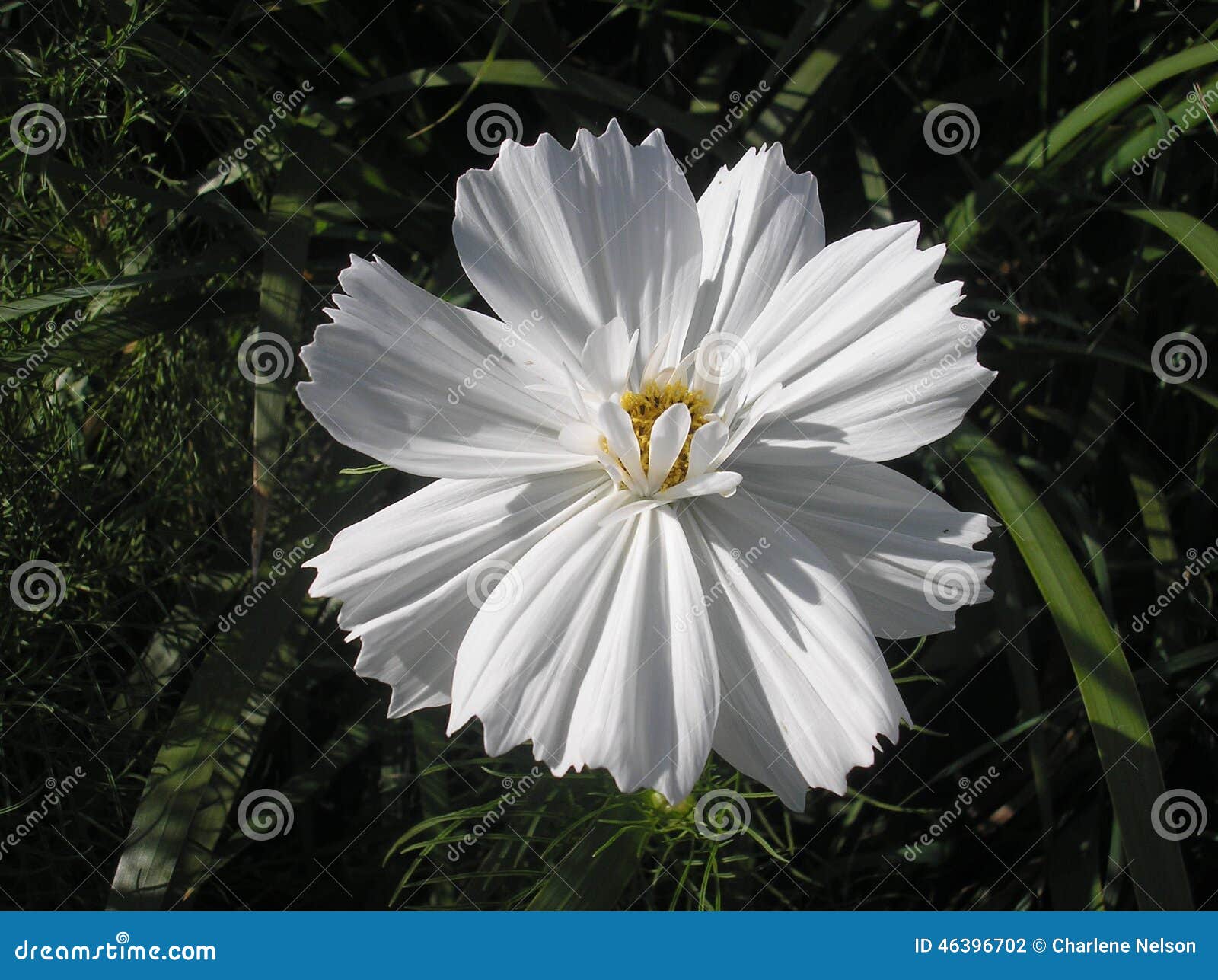 White Cosmos stock photo. Image of calendula, bloom, garden - 46396702