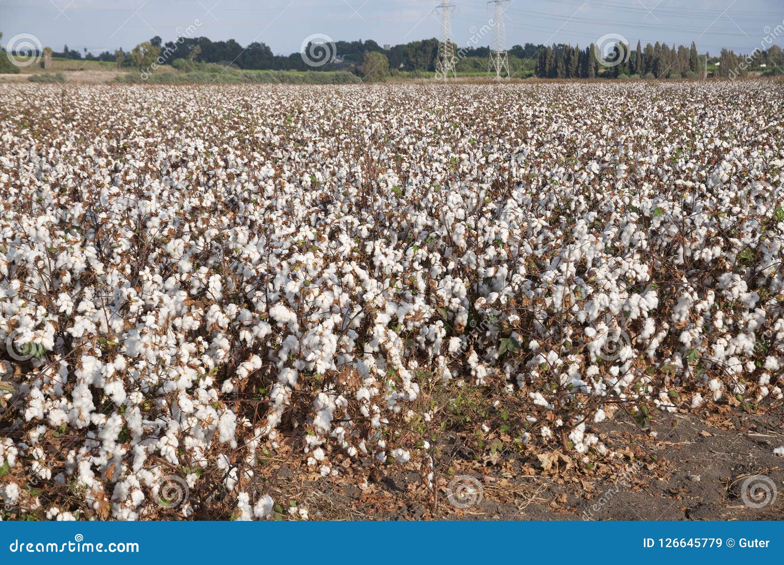White Cotton field stock image. Image of farm, ball - 126645779