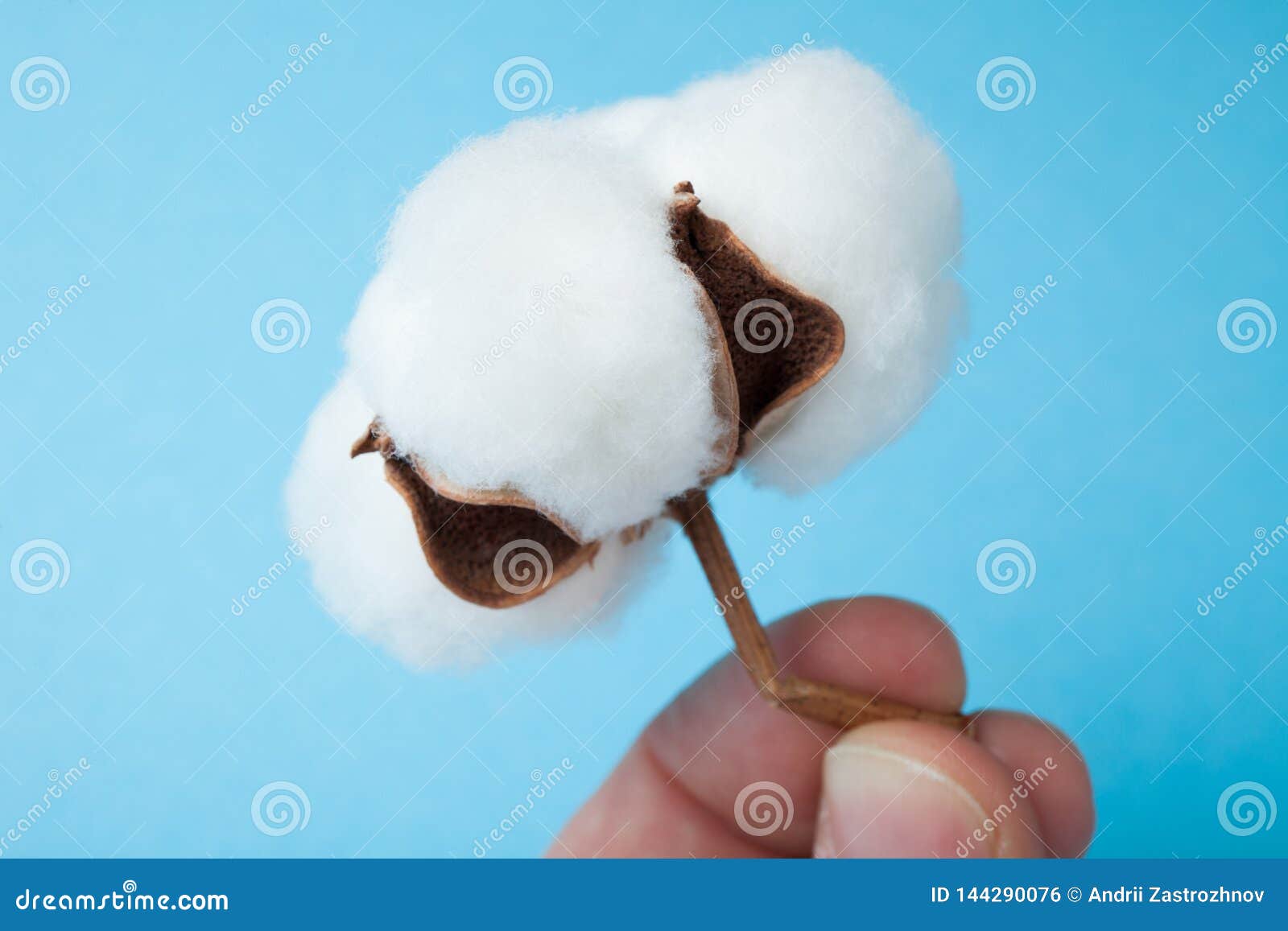 White Cotton Plant in Hand on Blue Stock Photo - Image of decoration ...