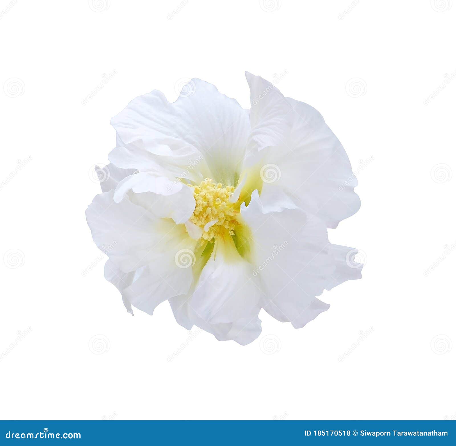 White Cotton Rose Flower Isolate on White Stock Photo - Image of floral ...