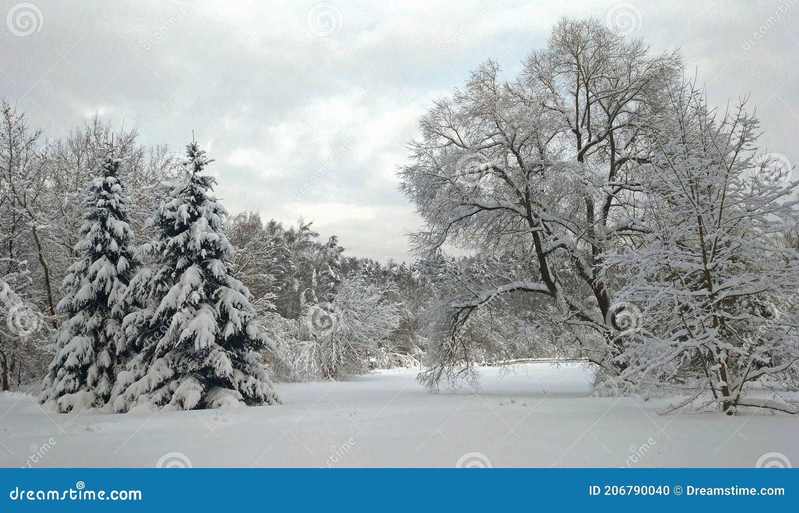 Snowy trees in the forest stock photo. Image of freezing - 206790040