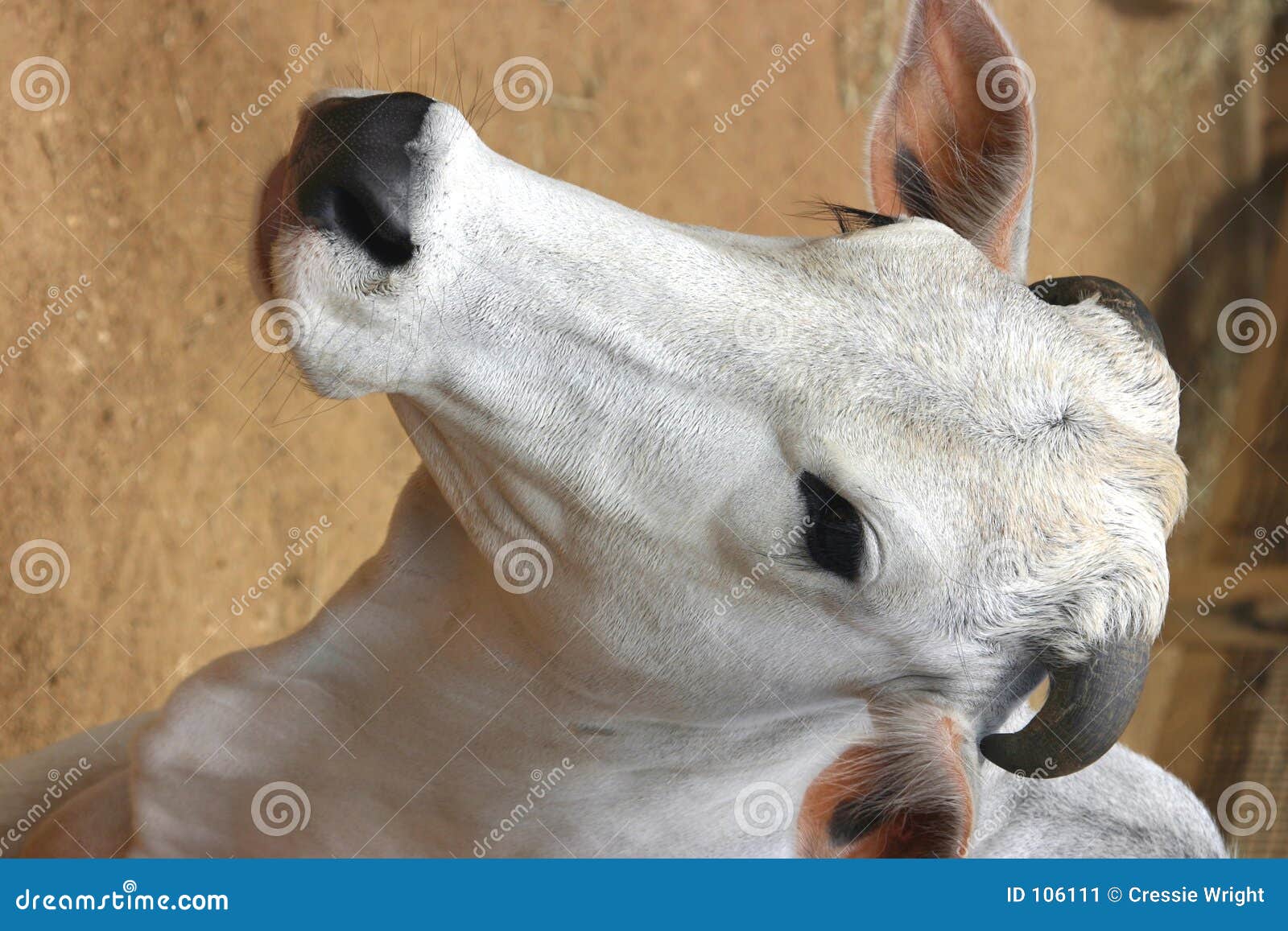 White Cow stock image. Image of calves, herd, hooked, horn - 106111