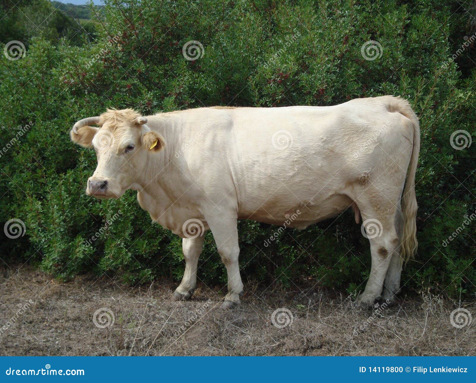 White cow stock photo. Image of bushes, italian, white - 14119800
