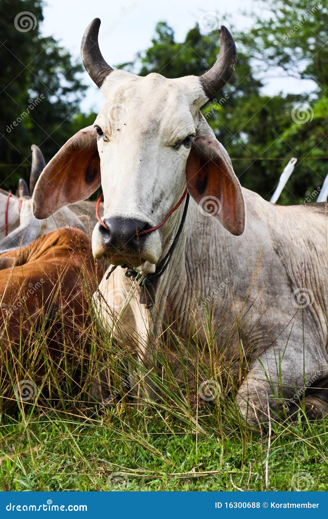 White cow stock photo. Image of bovine, comical, cute - 16300688