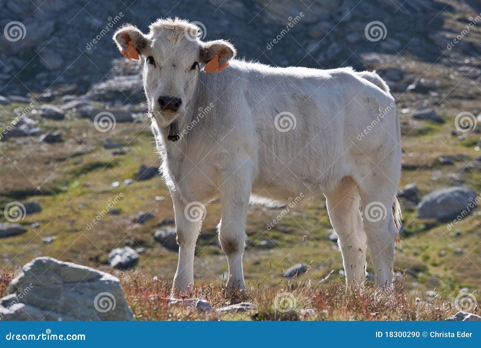 White cow stock photo. Image of dairy, cattle, meadows - 18300290