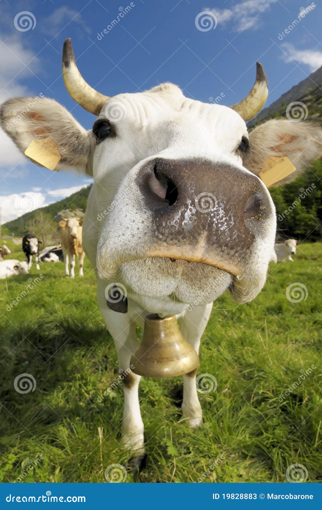 White cow! stock image. Image of green, distortion, macro - 19828883