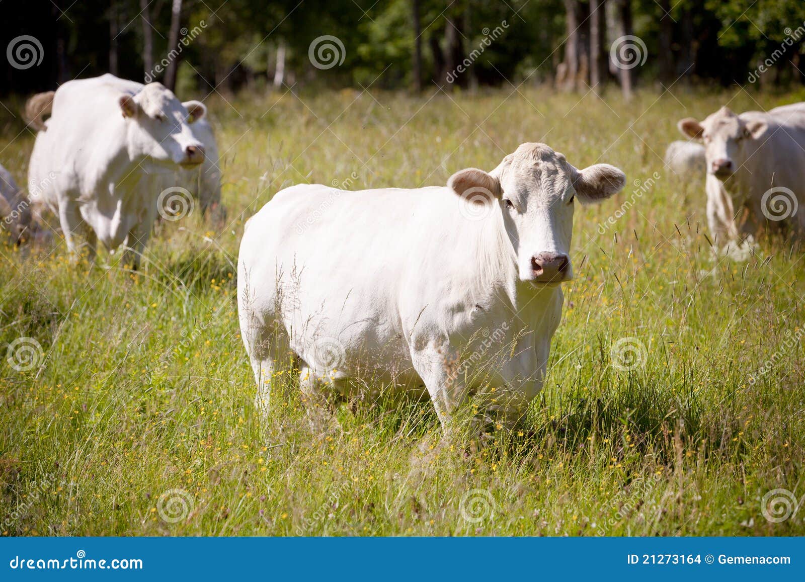 White Cow stock photo. Image of black, culture, agriculture - 21273164