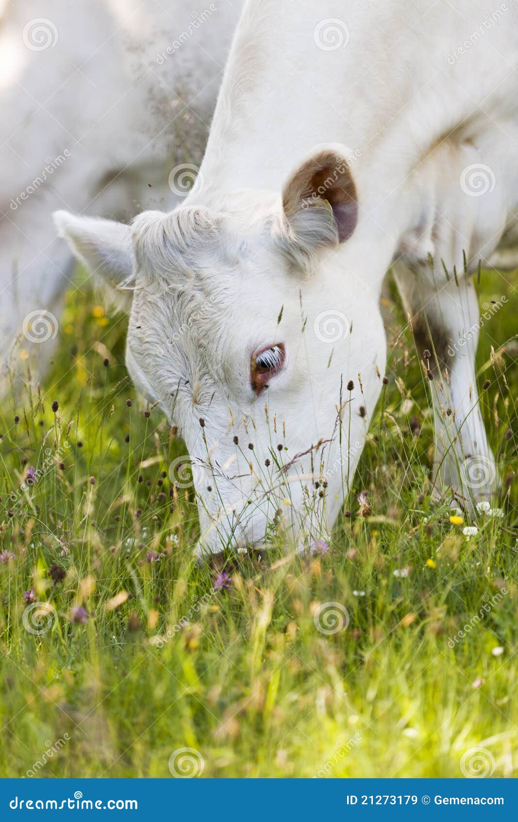 White Cow stock image. Image of animal, beef, eating - 21273179