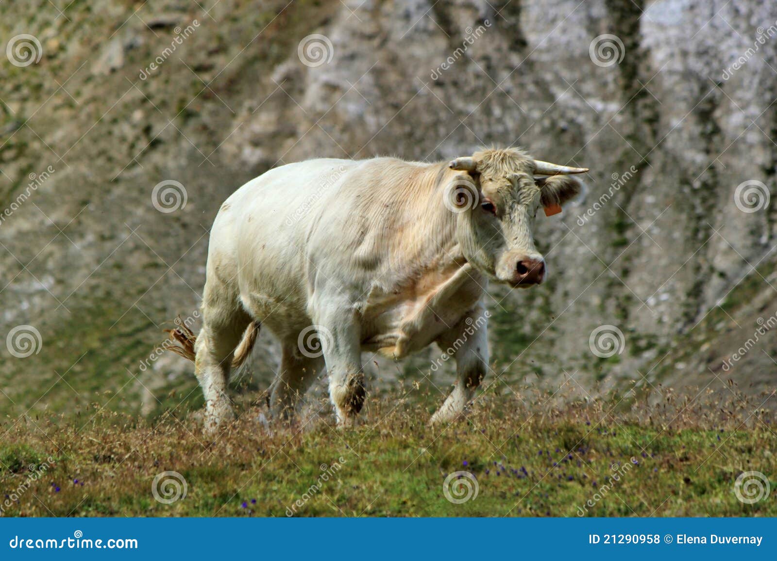 White cow stock photo. Image of white, hills, meadow - 21290958