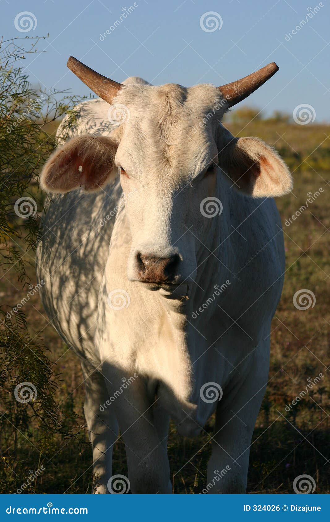 White Cow stock photo. Image of tree, heifer, mesquite - 324026