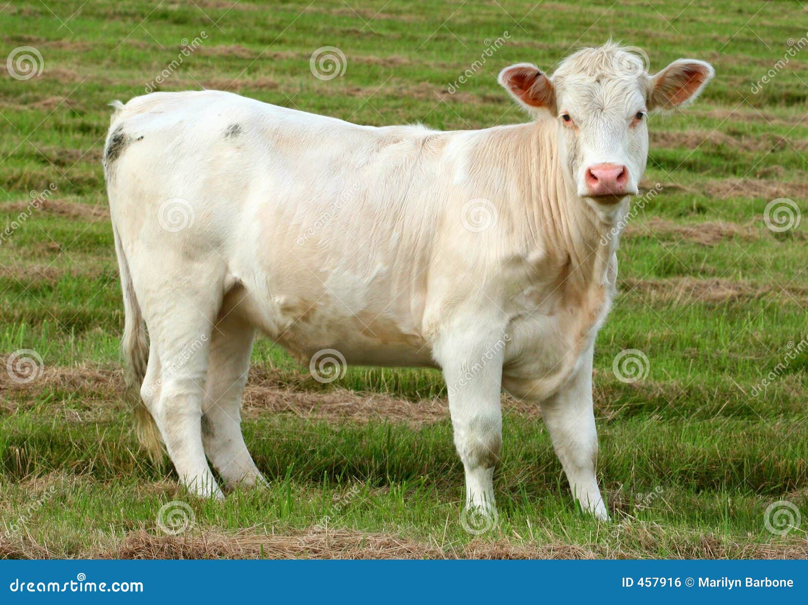 White Cow stock photo. Image of inquisitive, mammal, countryside - 457916