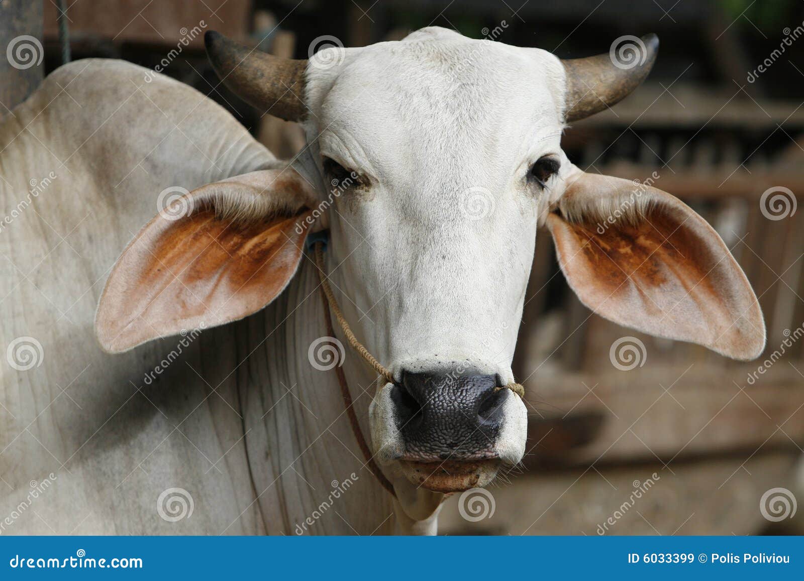 White cow stock image. Image of trip, vacations, food - 6033399