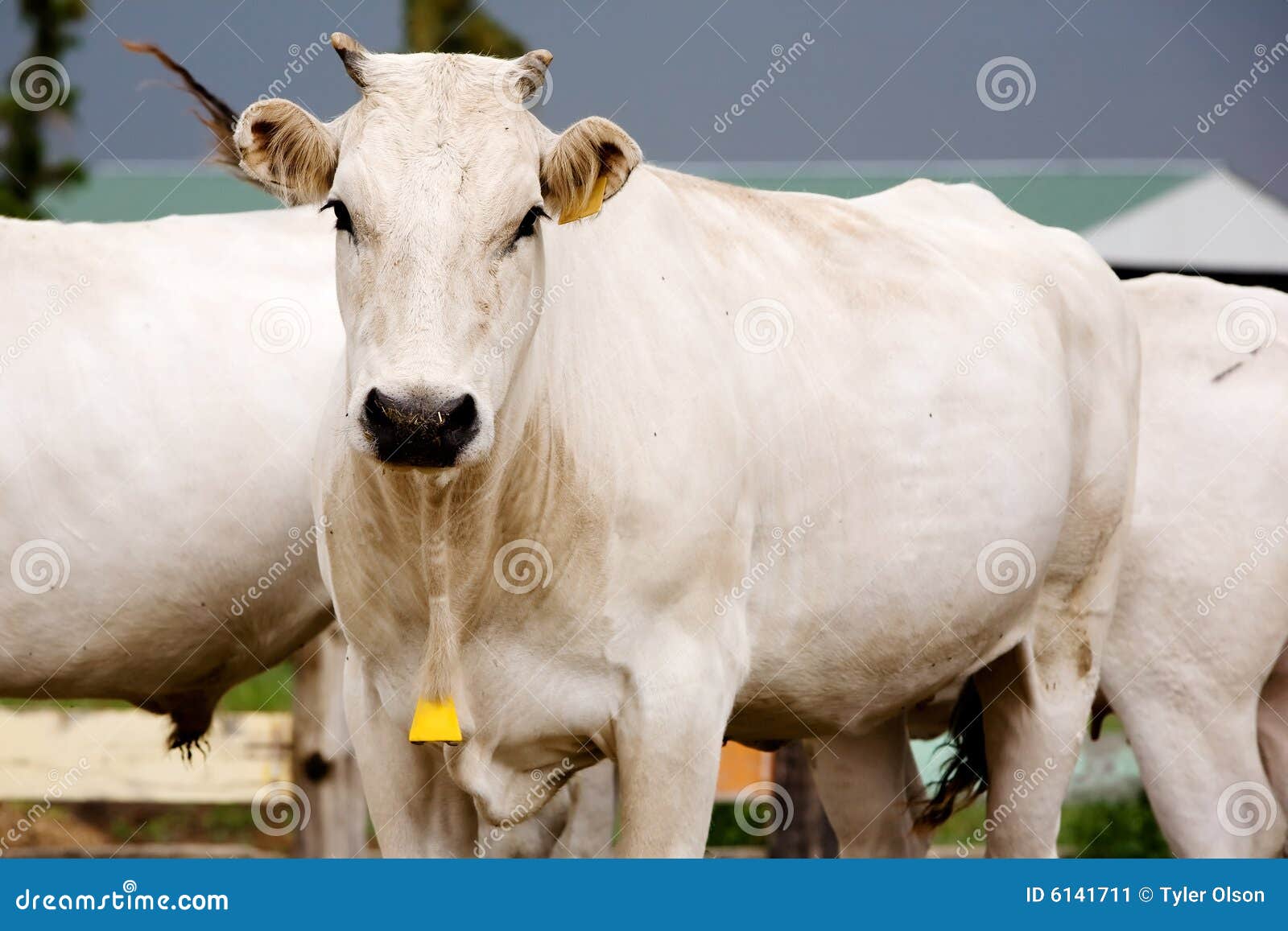 White Cow stock image. Image of animal, breed, beef, bovine - 6141711