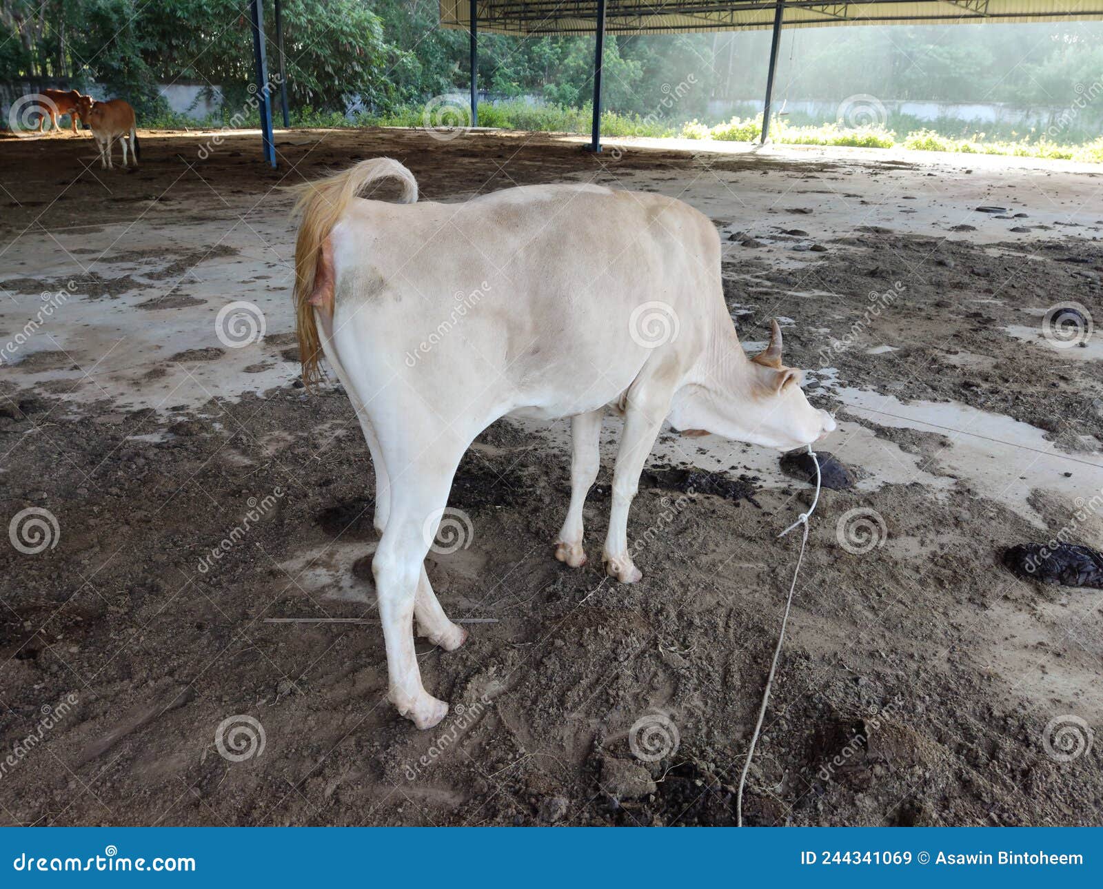 White cow back stock image. Image of white, back, horn - 244341069