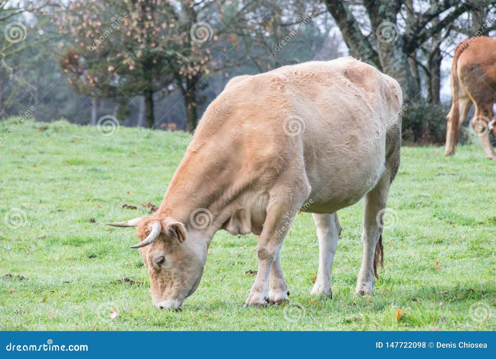 White Cow - Beige Grazing Field. Stock Photo - Image of agriculture ...