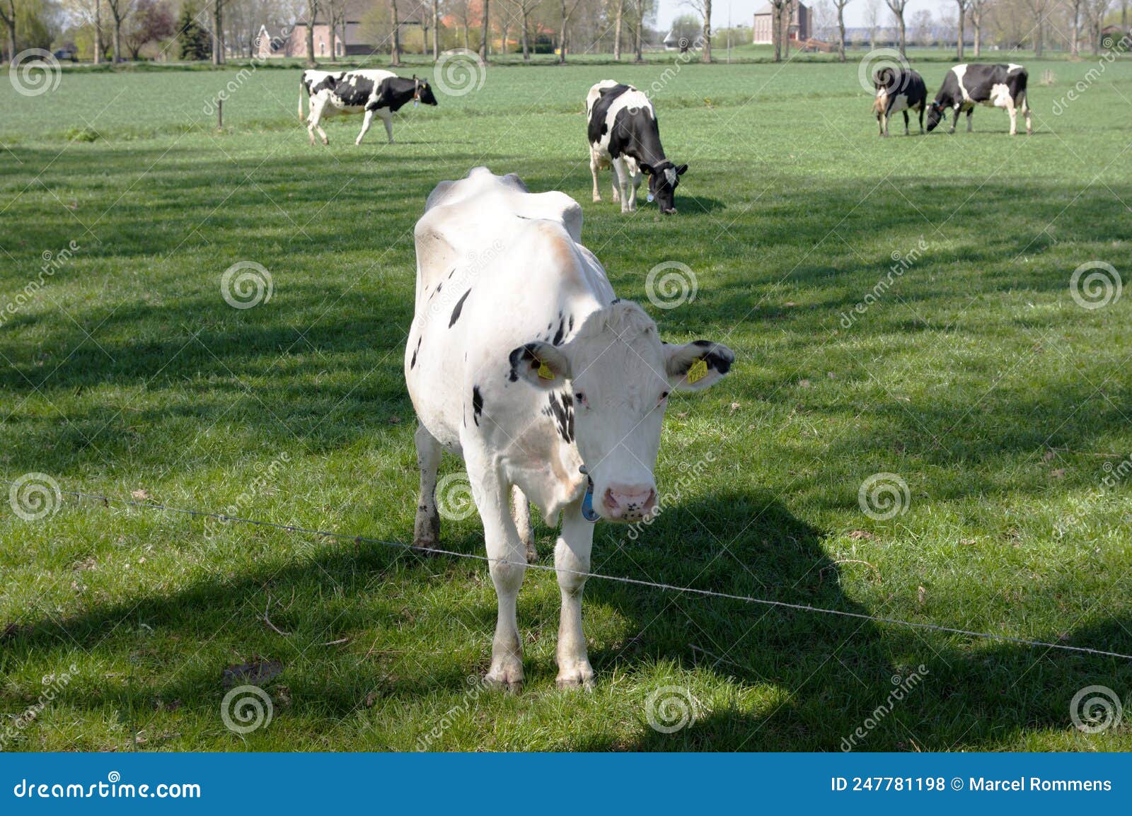 White cow with black spots stock photo. Image of farm - 247781198
