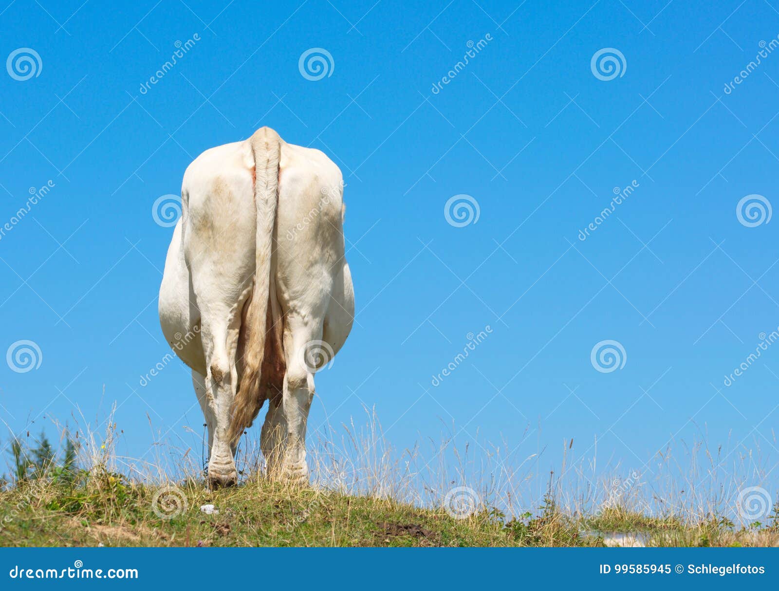 White Cow Blue Sky Background Stock Image - Image of livestock, blue ...