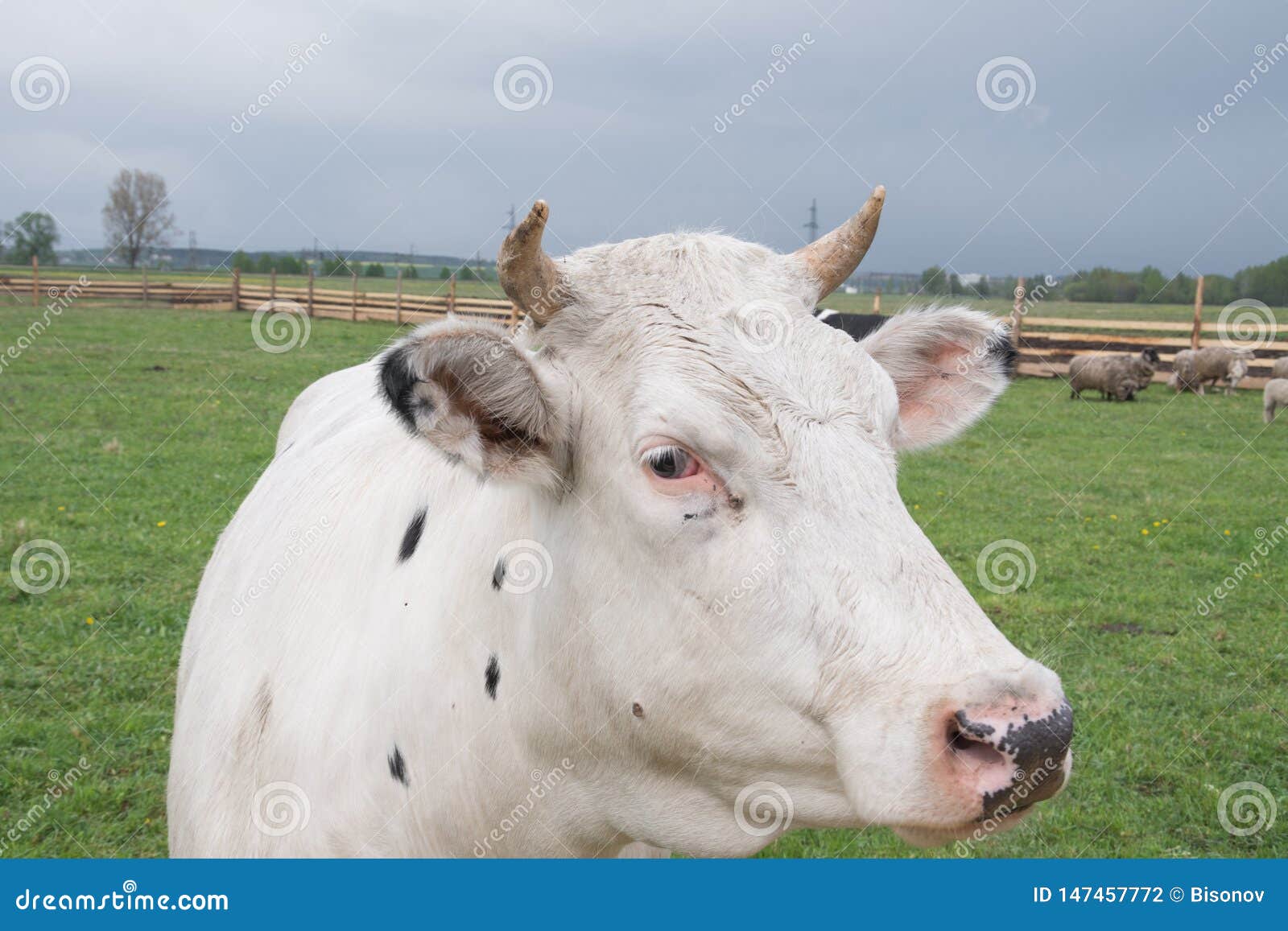 White cow face stock photo. Image of mammal, country - 147457772