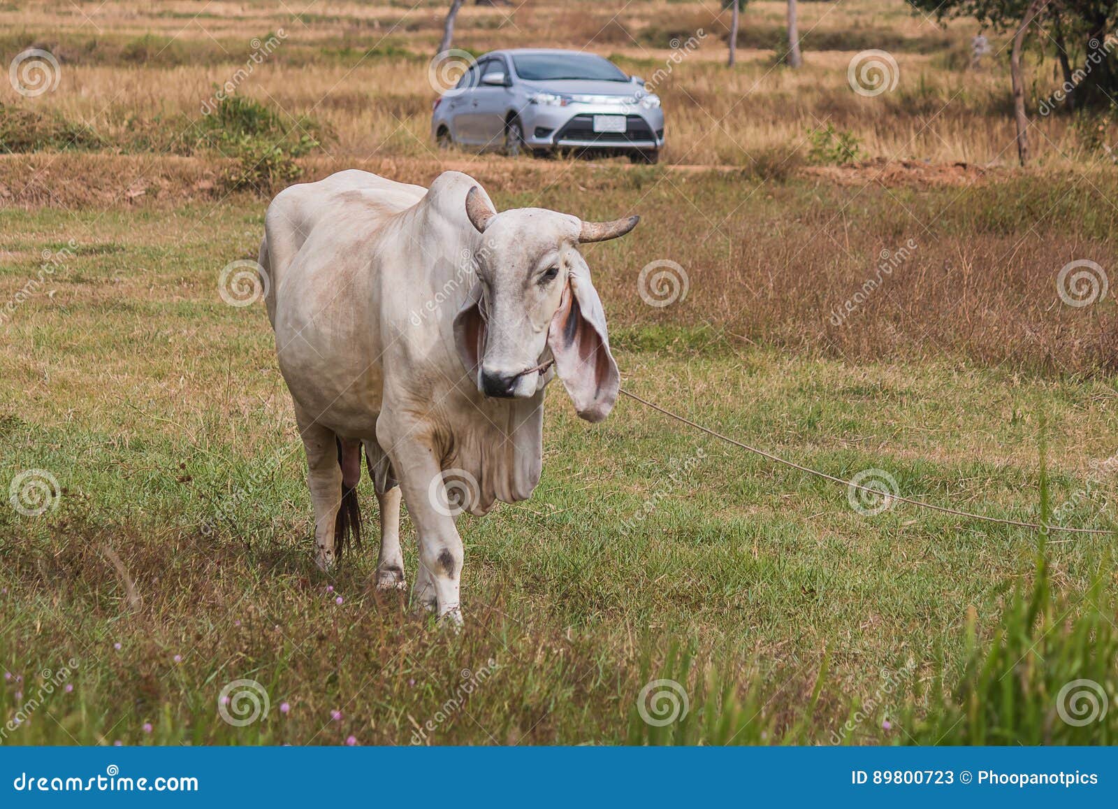 White cow stock image. Image of beef, meadow, outdoor - 89800723