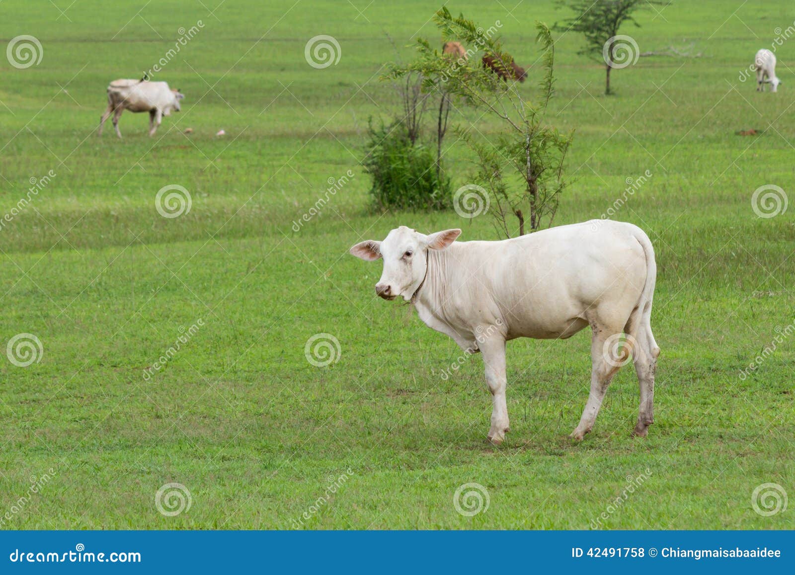 White cow stock photo. Image of agriculture, milk, meadow - 42491758