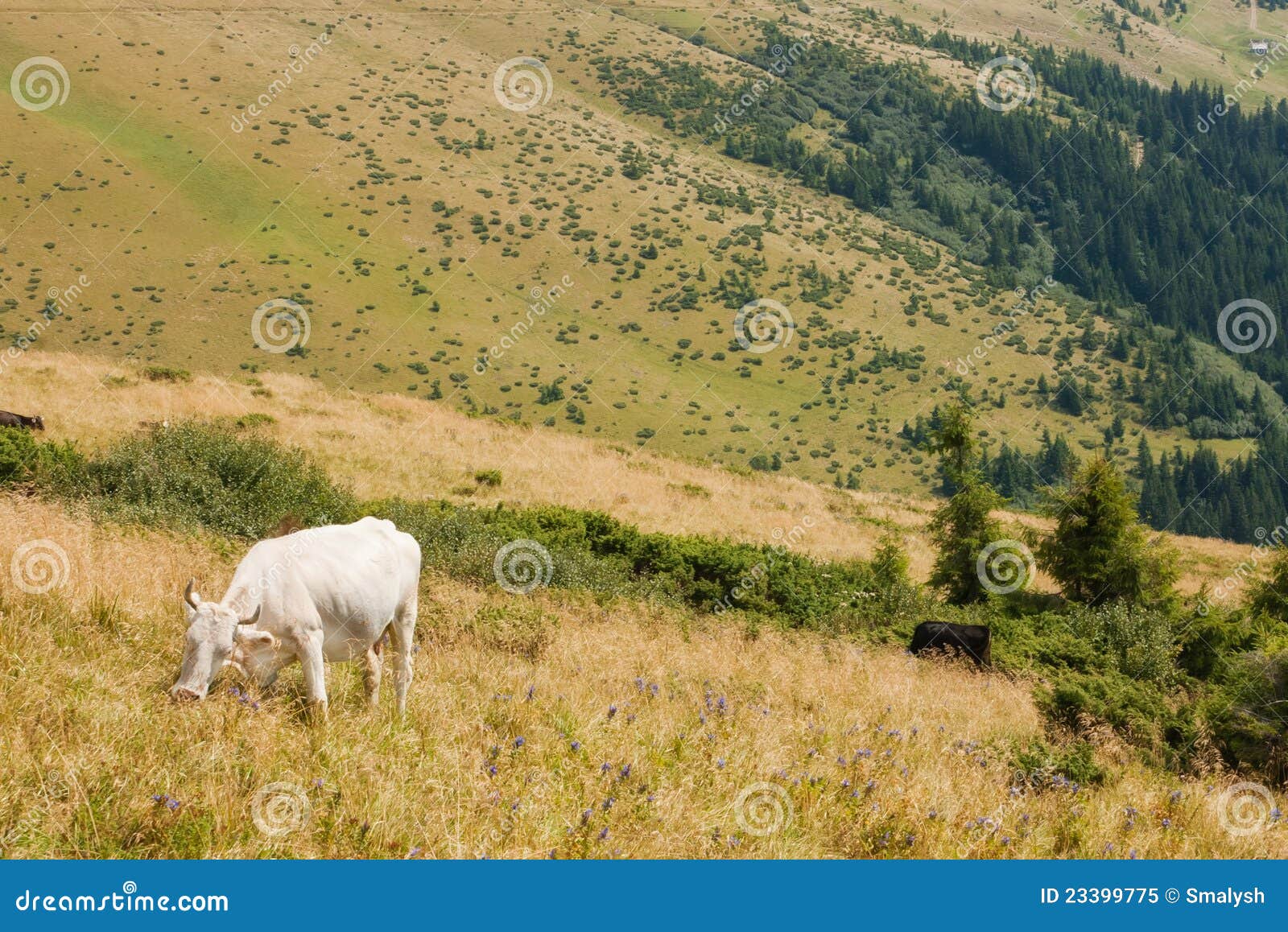 White Cow on the Highland Meadow Stock Image - Image of range ...