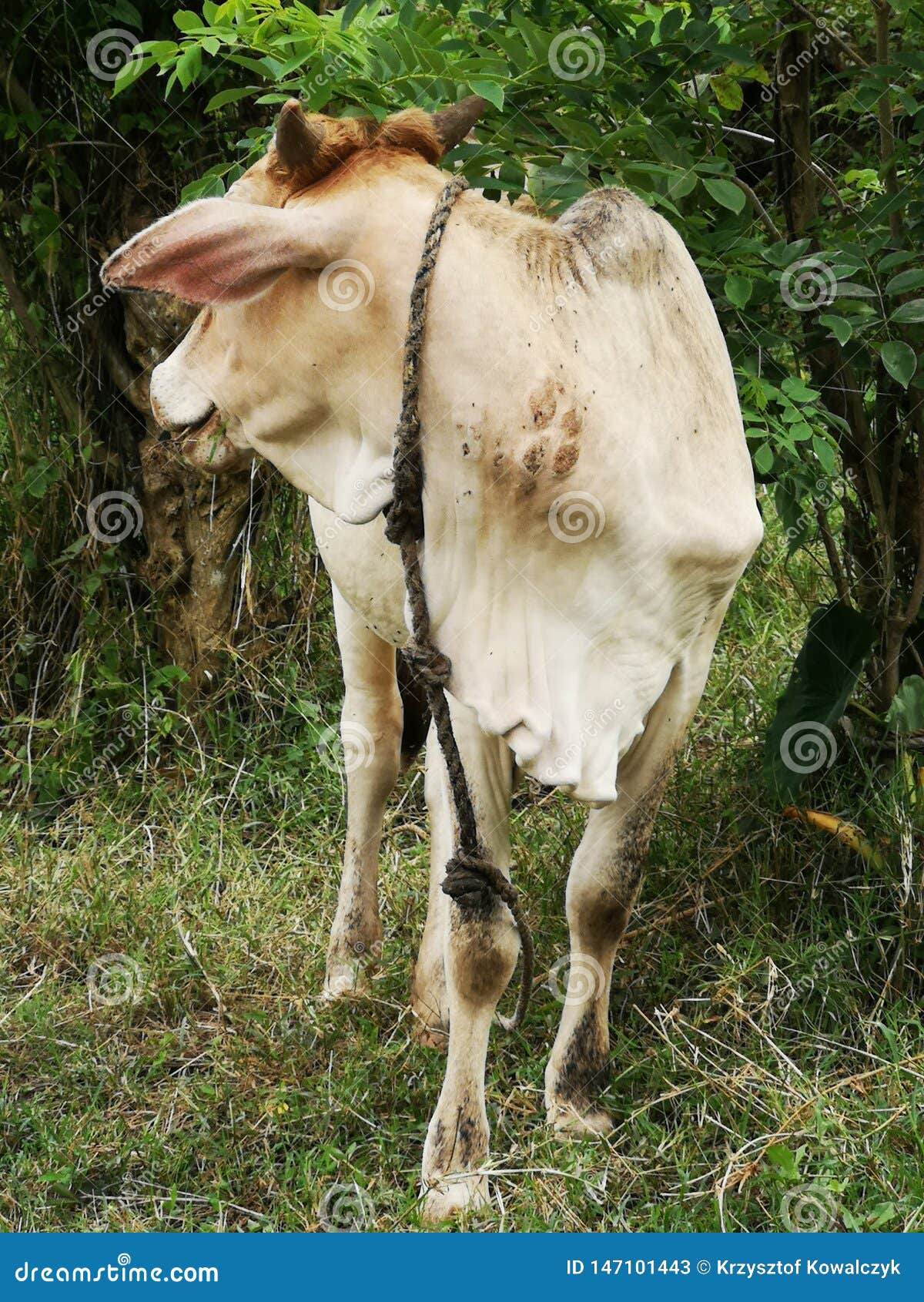 White cow in Philippines stock image. Image of livestock - 147101443