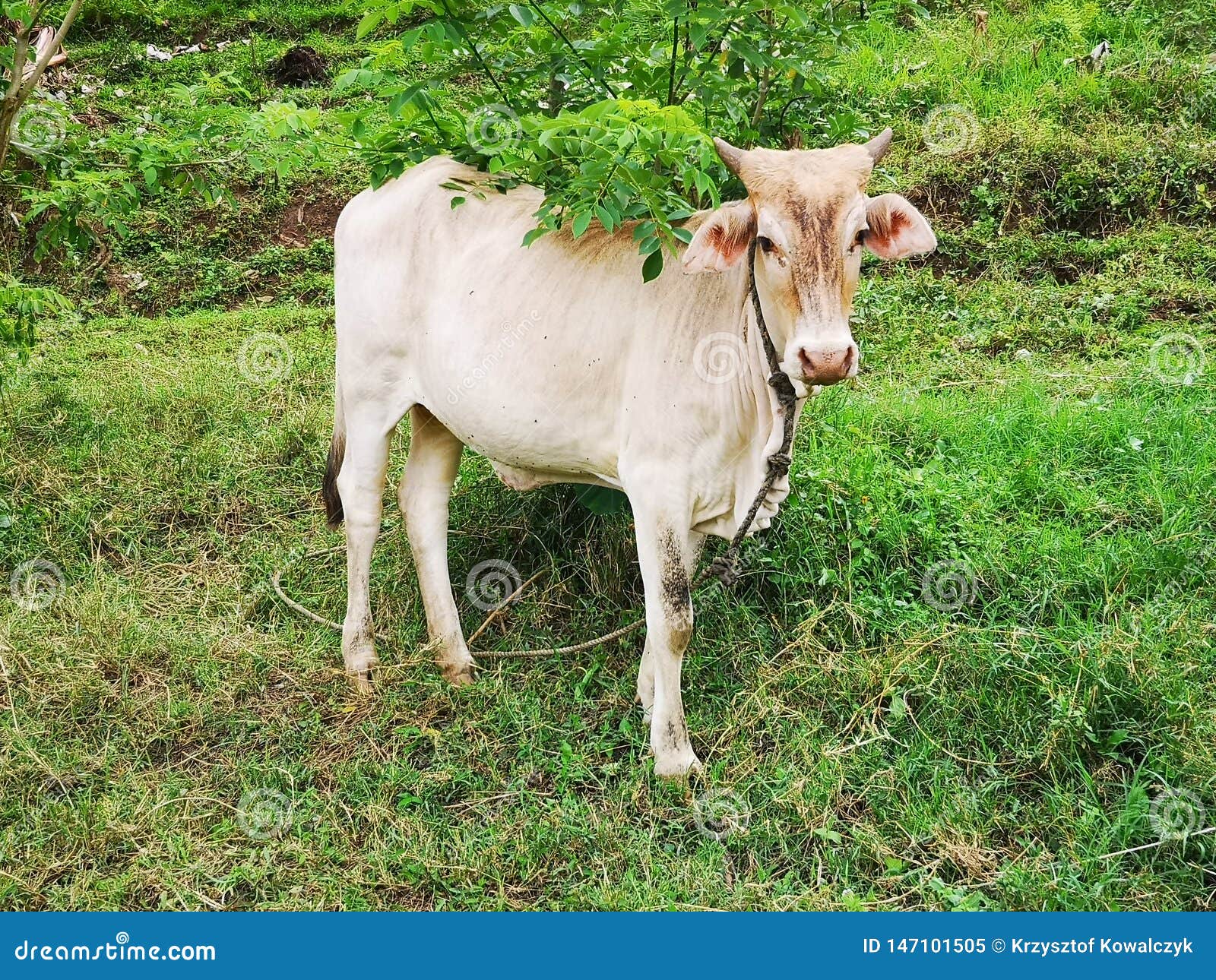 White cow in Philippines stock image. Image of rural - 147101505
