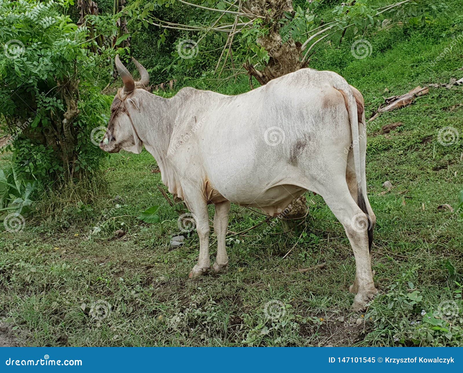 White cow in Philippines stock image. Image of domestic - 147101545