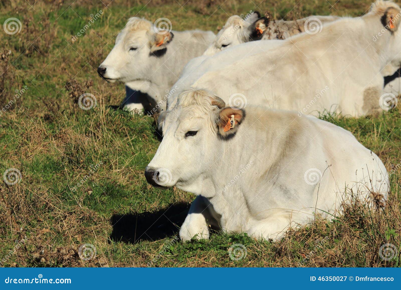 White cow Romagna stock image. Image of landscape, herd - 46350027