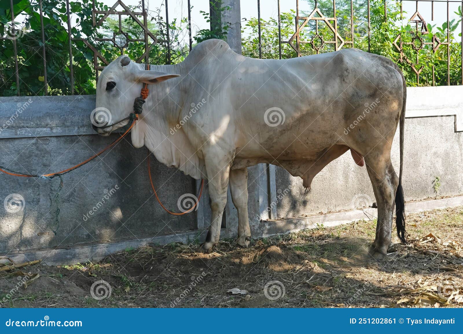 White Cow (sapi Qurban) for the Preparation on Eid Al-Adha Stock Image ...