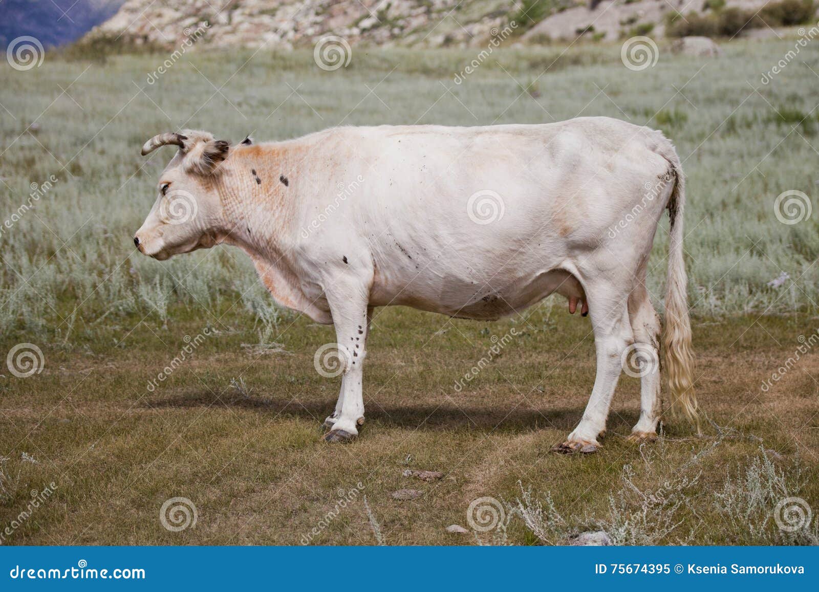White cow side view stock image. Image of land, profile - 75674395