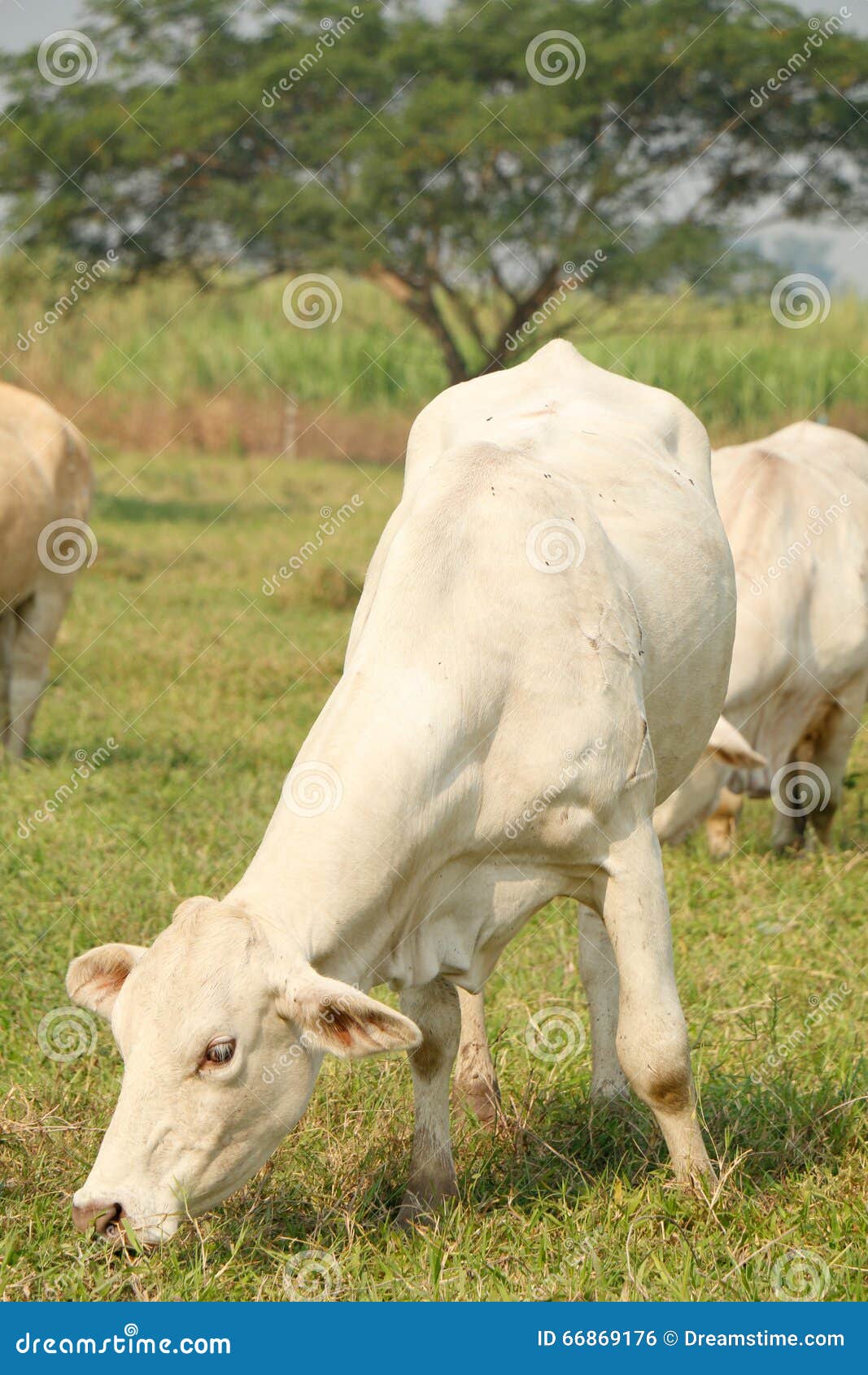 White cow stock photo. Image of nature, background, live - 66869176