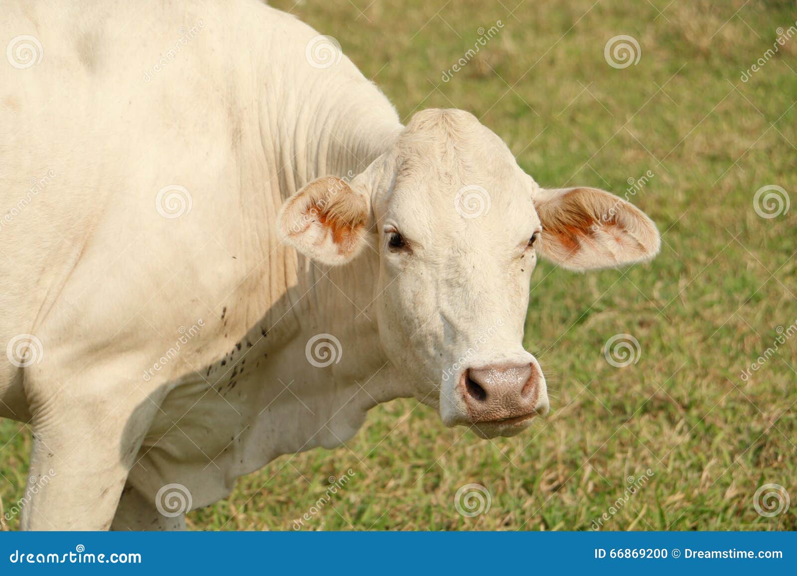 White cow stock photo. Image of closeup, field, wallpaper - 66869200