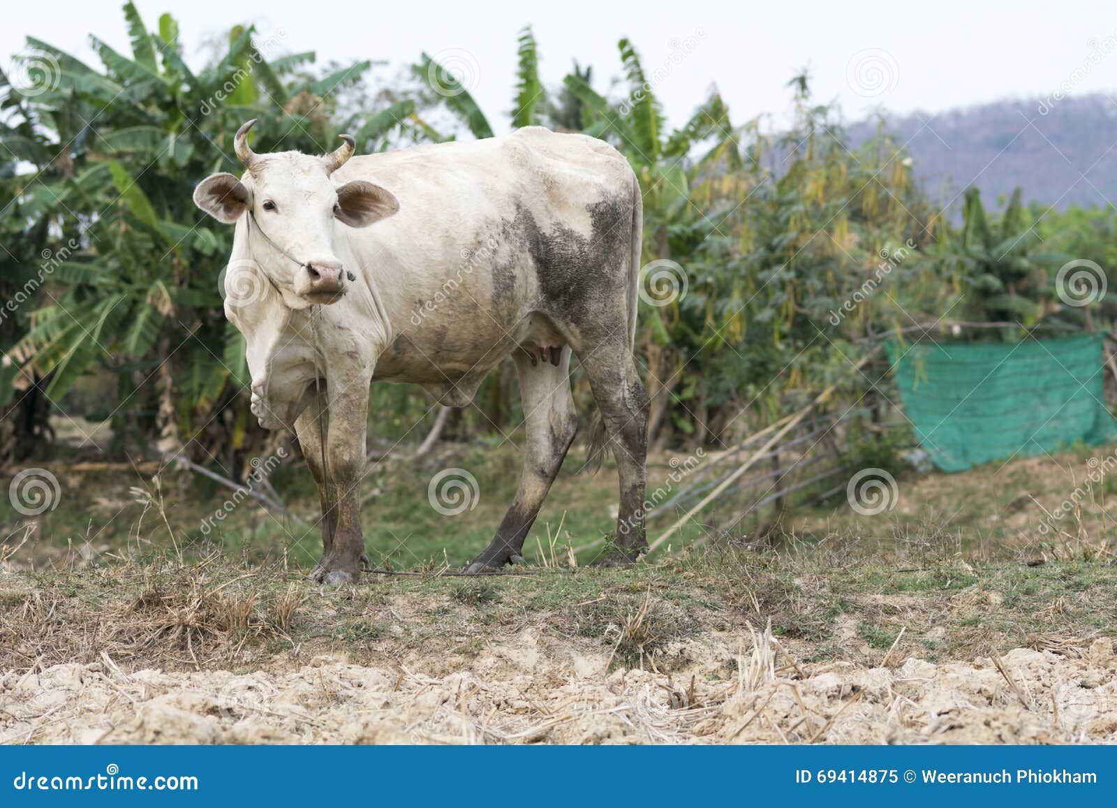 White Cow Stand on Dry Country Field Stock Image - Image of meat ...