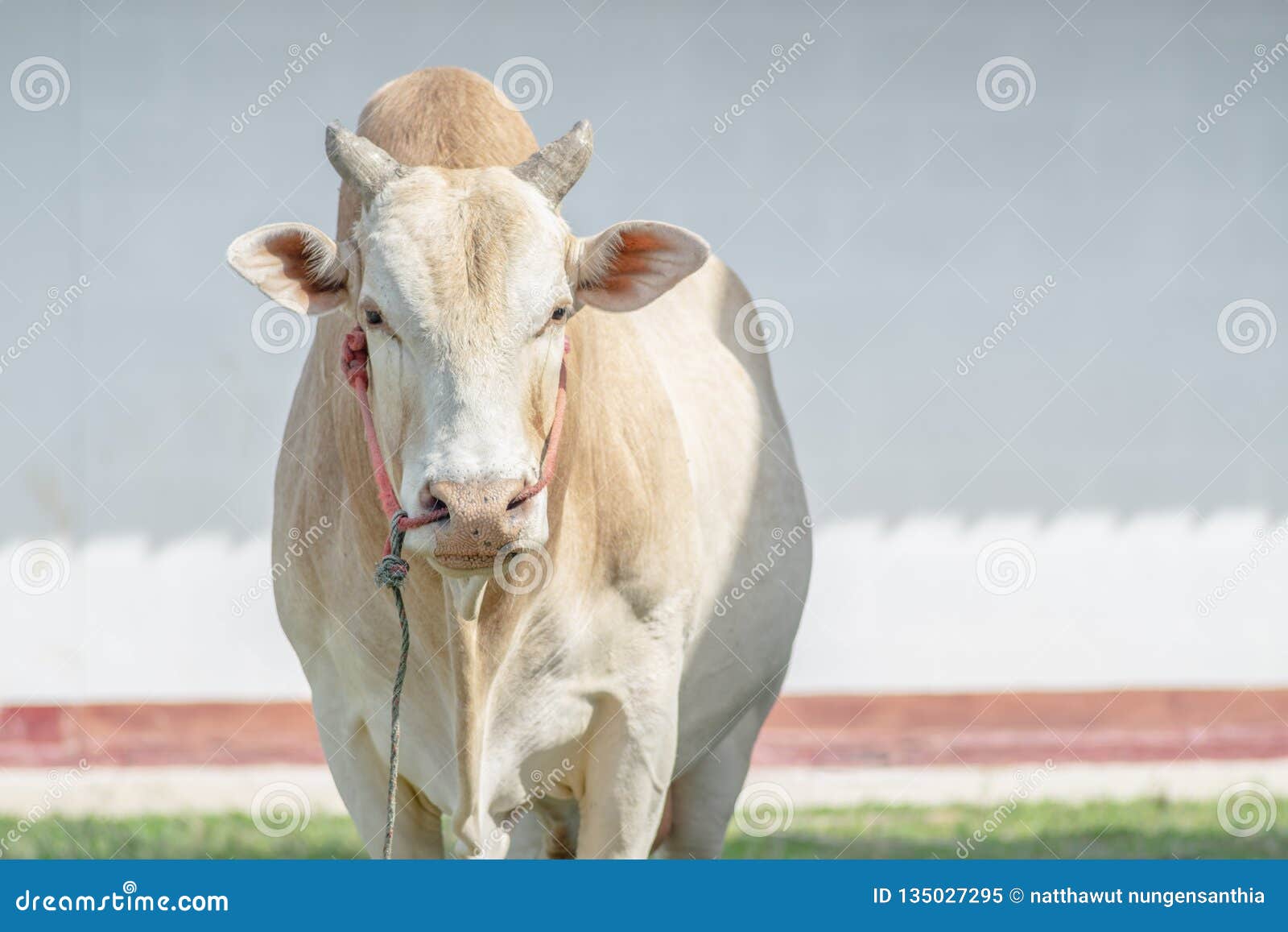 White Cow Standing Front View and Copy Space Stock Image - Image of ...
