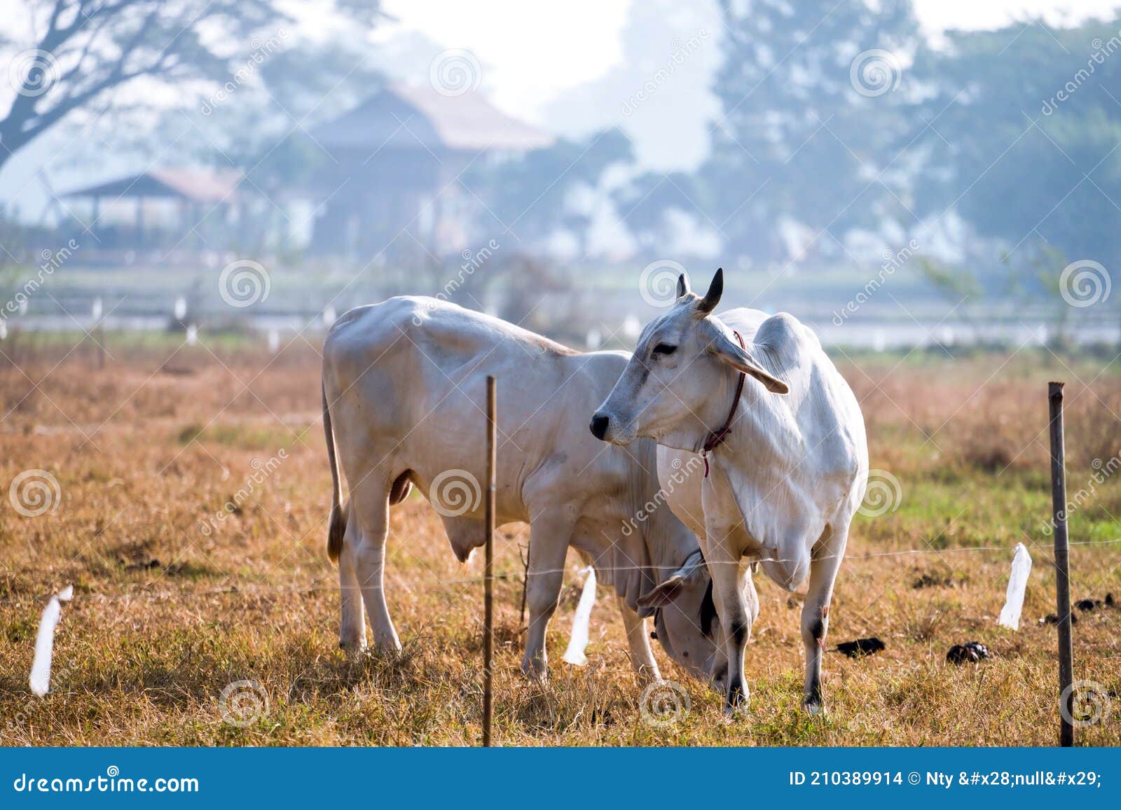 White cow stock photo. Image of cattle, farmland, ground - 210389914