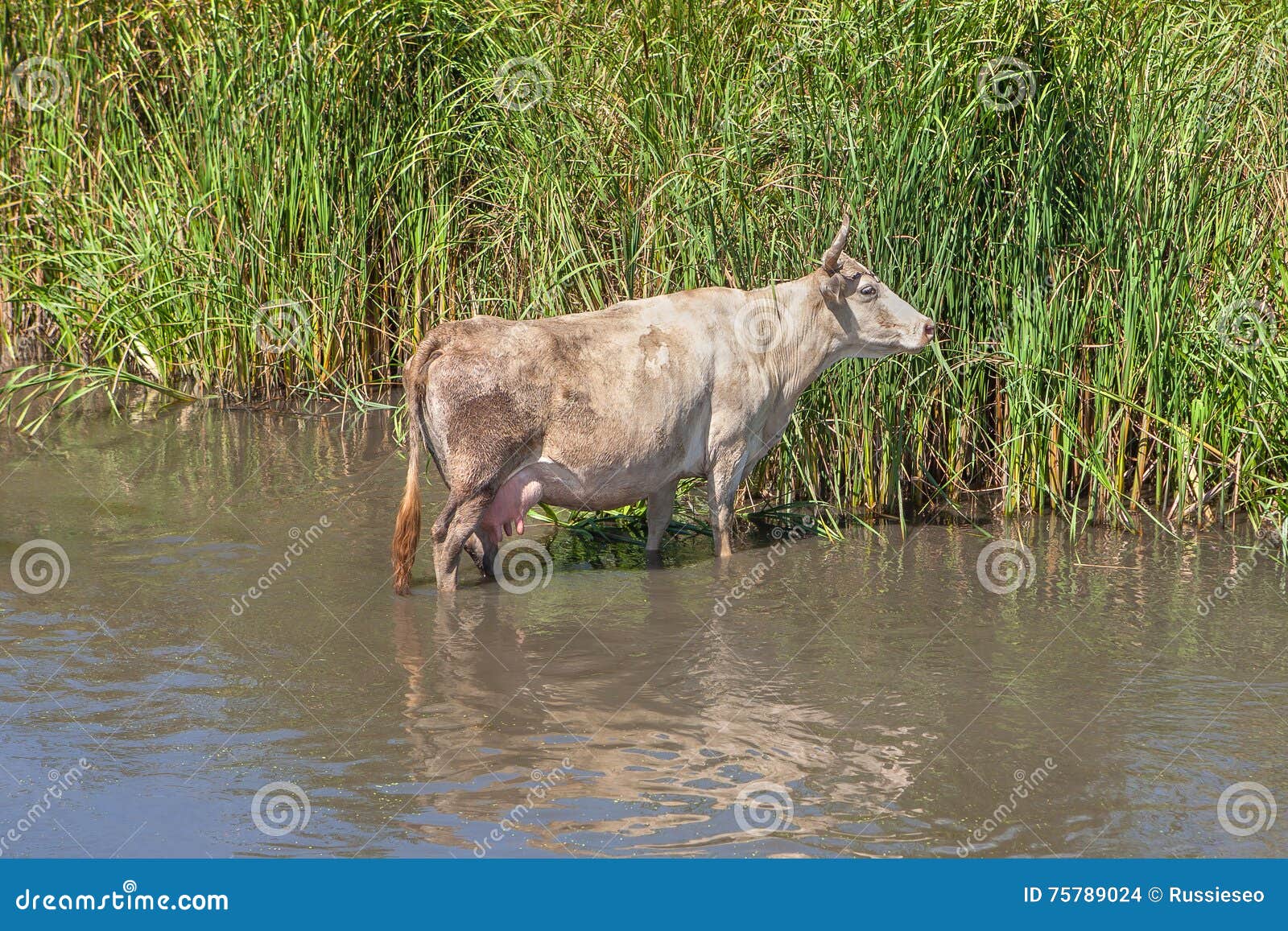 White cow in water stock photo. Image of village, animal - 75789024